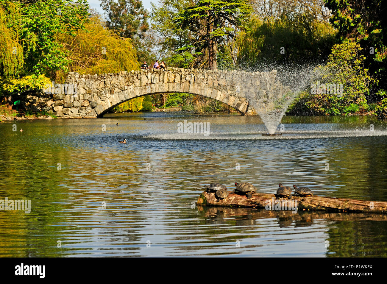 Goodacre Lake, Beacon Hill Park, Victoria, British Columbia, Canada ...