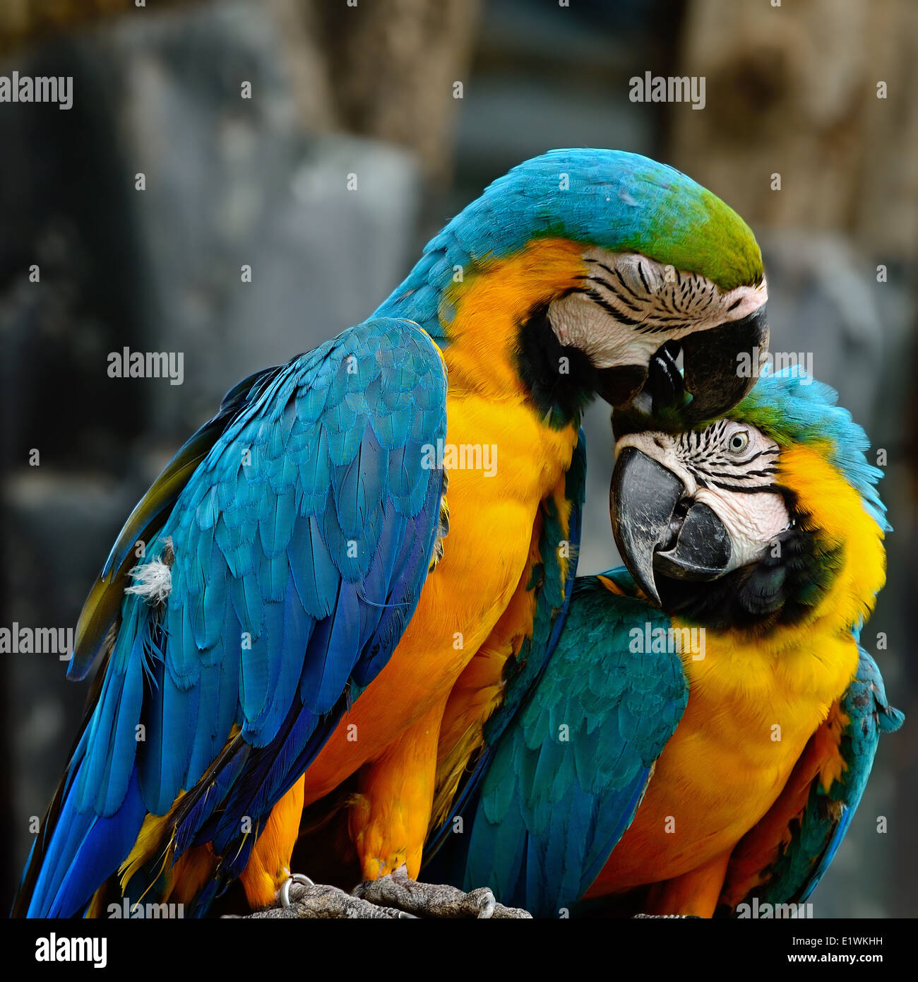 Aviary background hi-res stock photography and images - Alamy