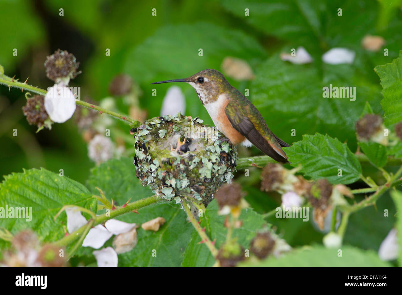 Rufous has two baby humming bird (selasphorus rufus) birds in the nest ...