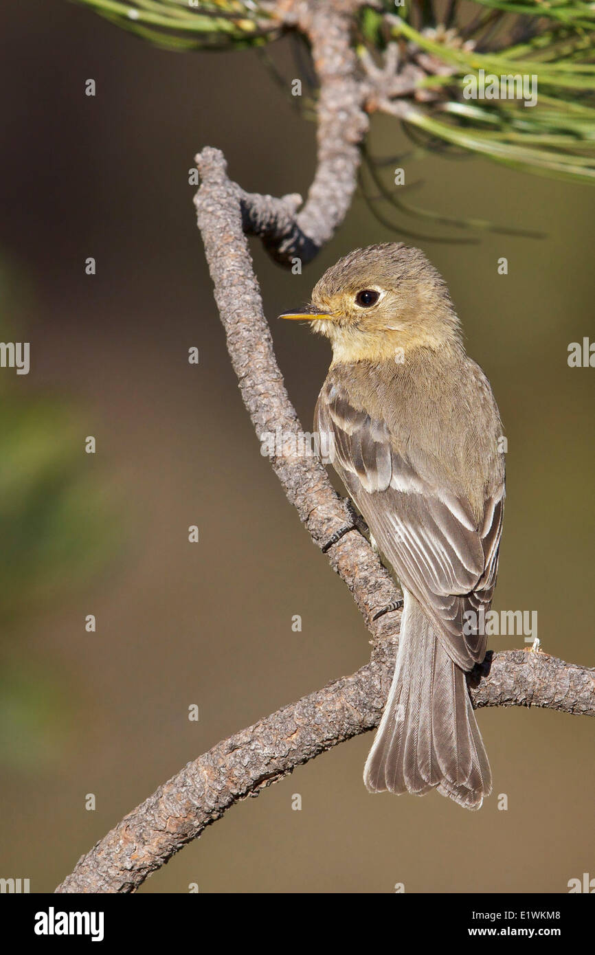 Buff-breasted Flycatcher (Empidonax fulvifrons) perched on a branch in ...