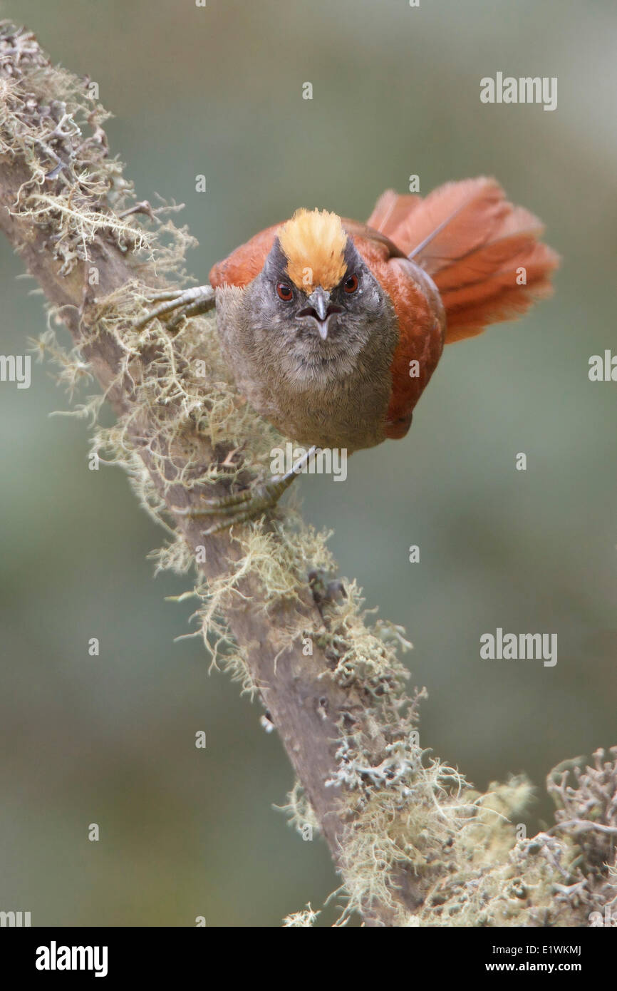 Light-crowned Spinetail (Cranioleuca albiceps) perched on a branch in ...