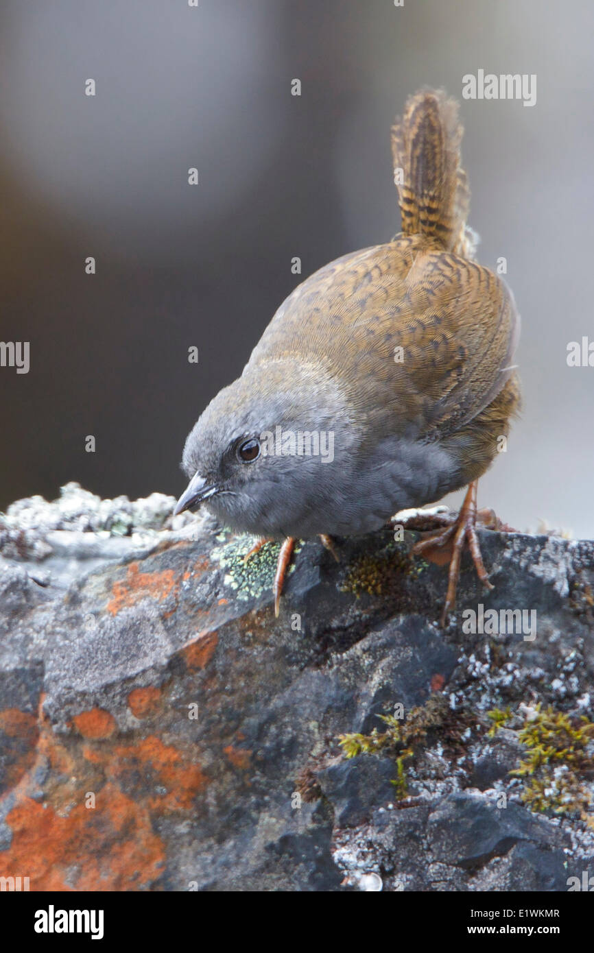 Scytalopus speluncae or notorius hi-res stock photography and images ...