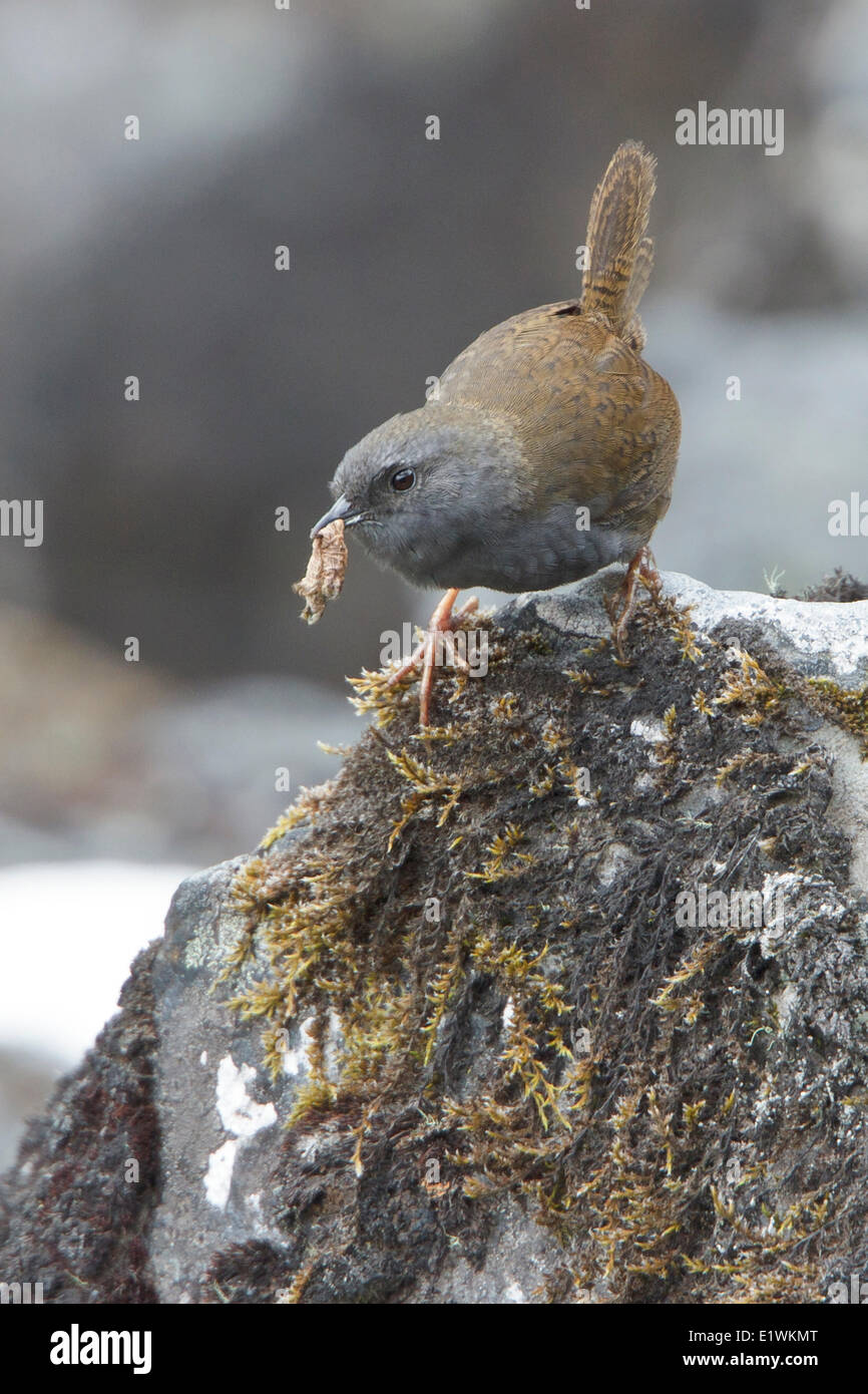 Scytalopus speluncae or notorius hi-res stock photography and images - Alamy
