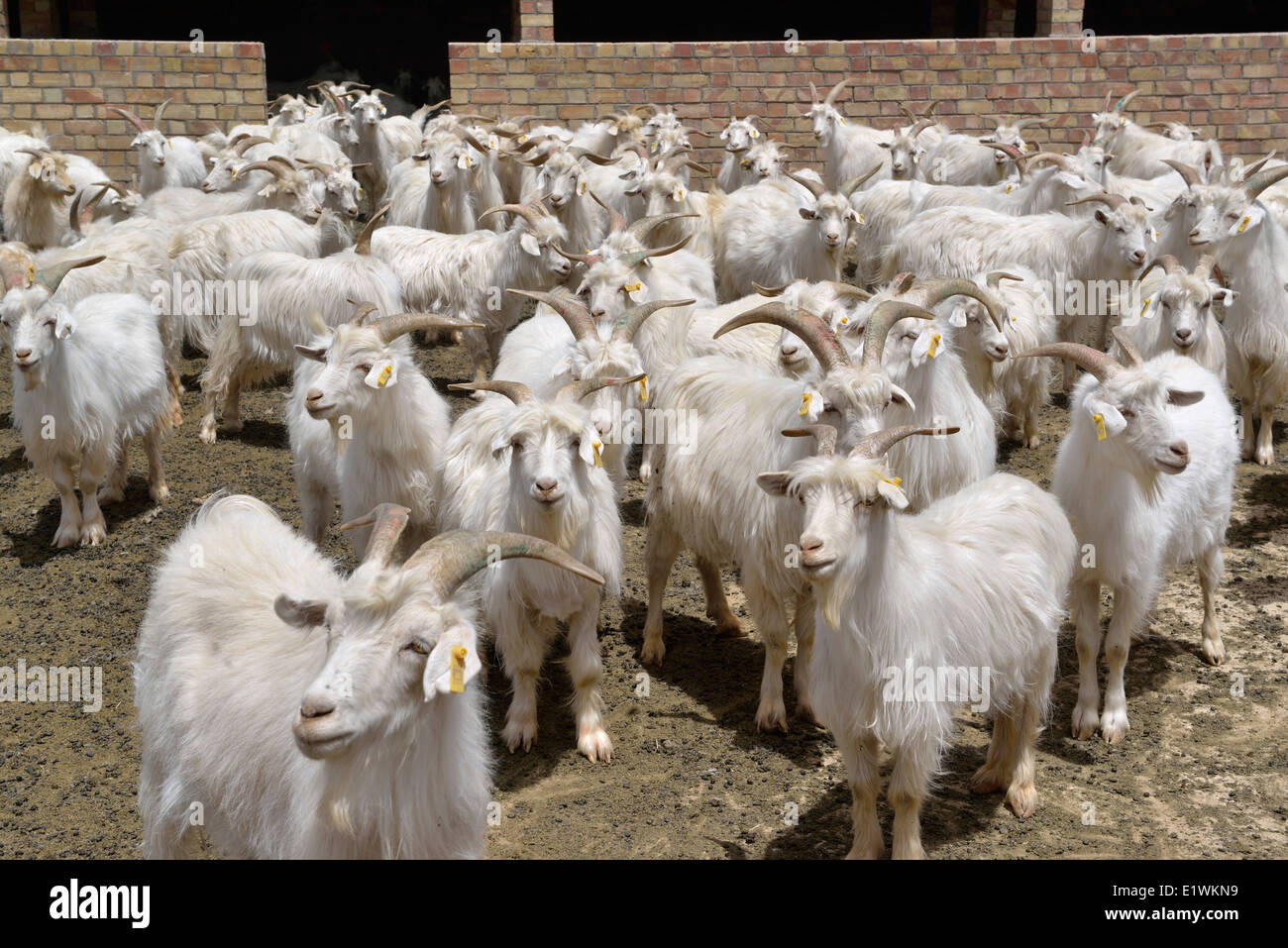 Sheepfold hi-res stock photography and images - Alamy