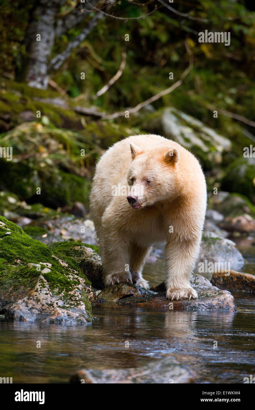 Kermode 'Spirit' Bear, ursus americanus kermodei, Great Bear Rainforest ...