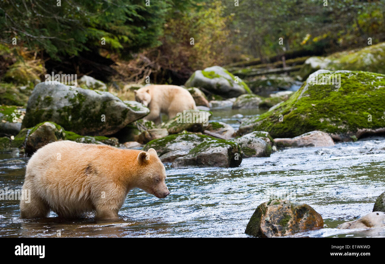 Kermode 'Spirit' Bear, ursus americanus kermodei, Great Bear Rainforest ...