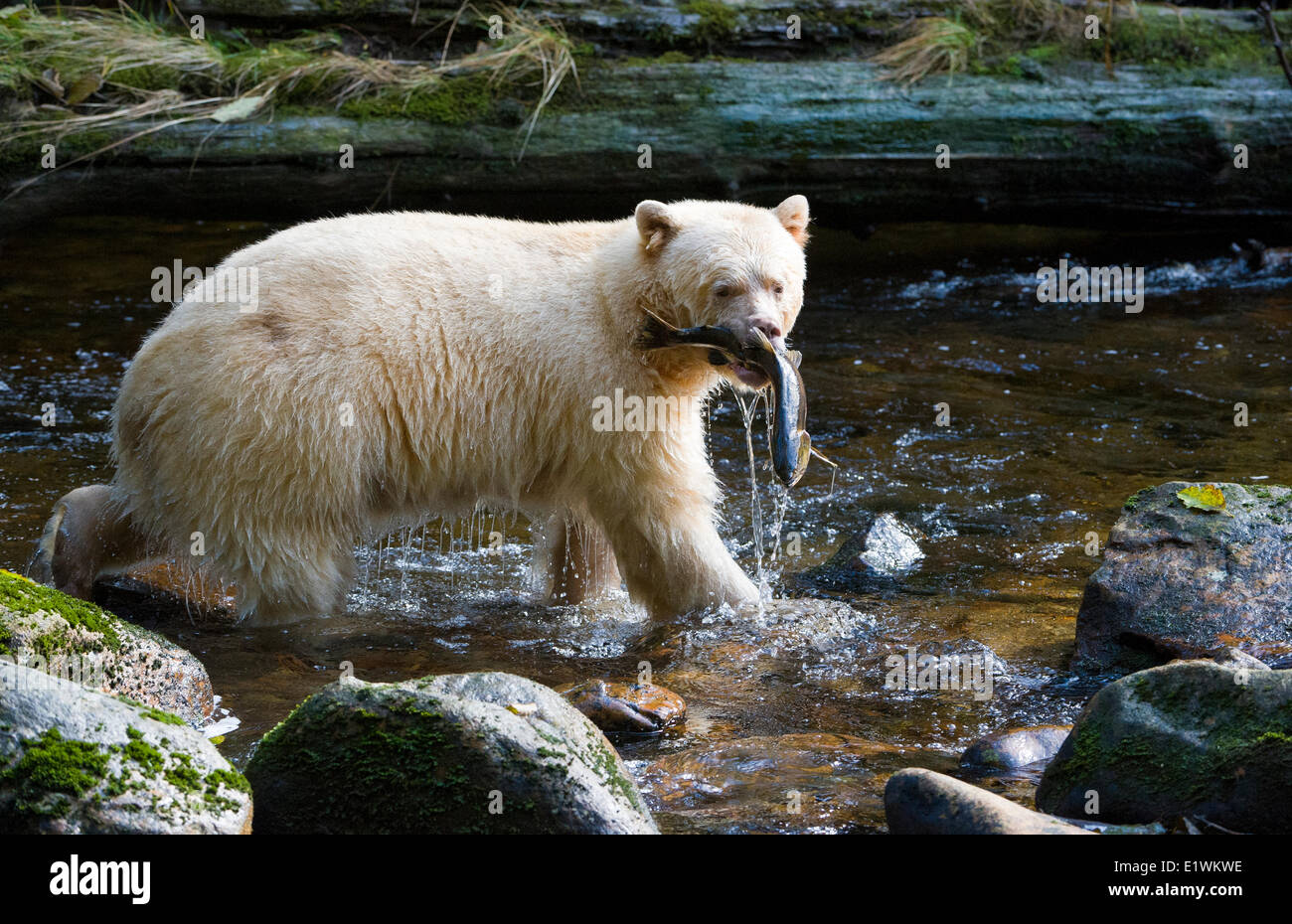 Kermode 'Spirit' Bear, ursus americanus kermodei, Great Bear Rainforest ...