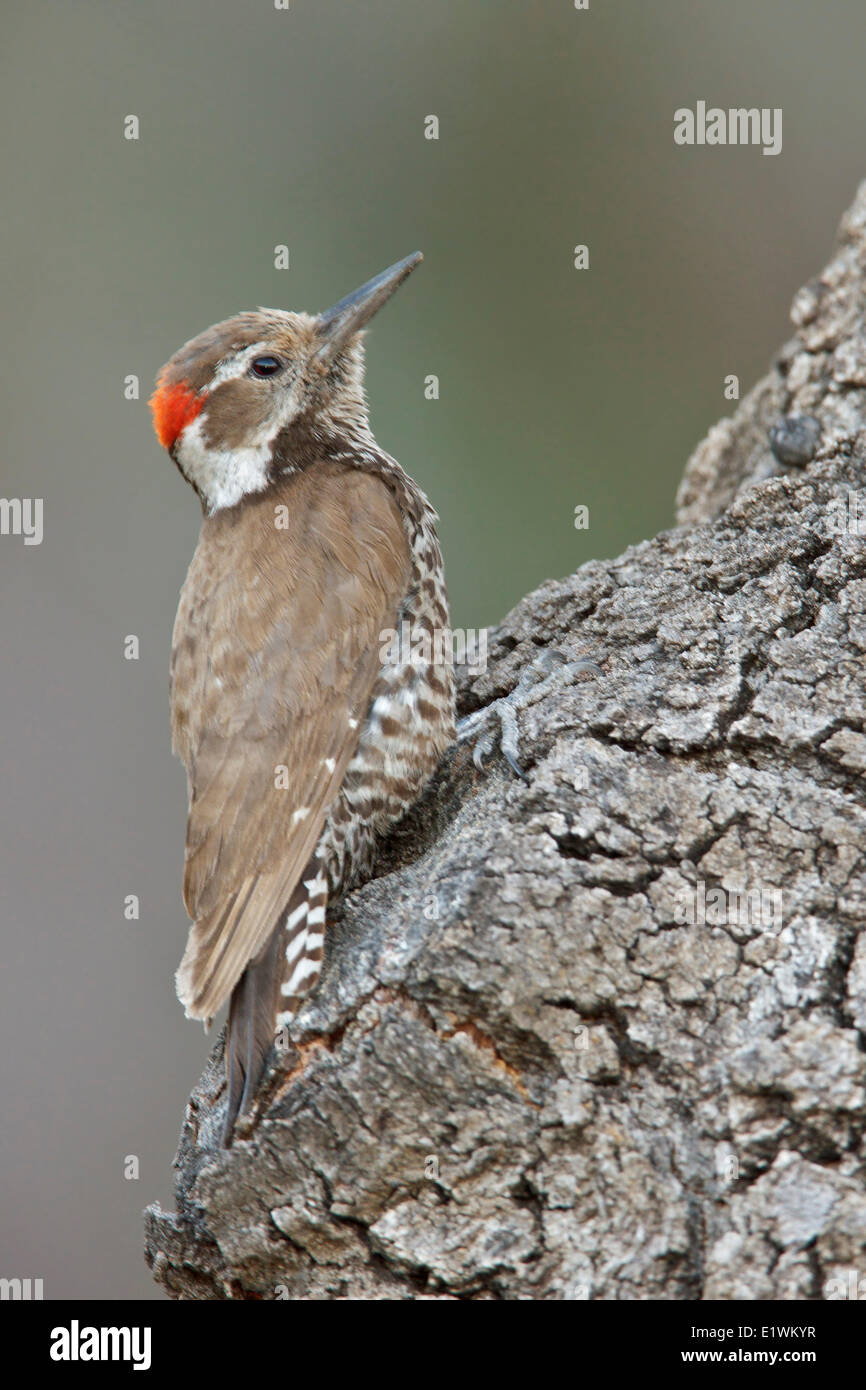 Picoides hi-res stock photography and images - Alamy