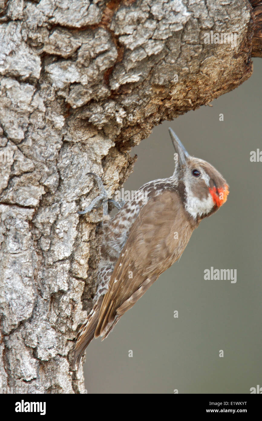 Picoides arizonae hi-res stock photography and images - Alamy