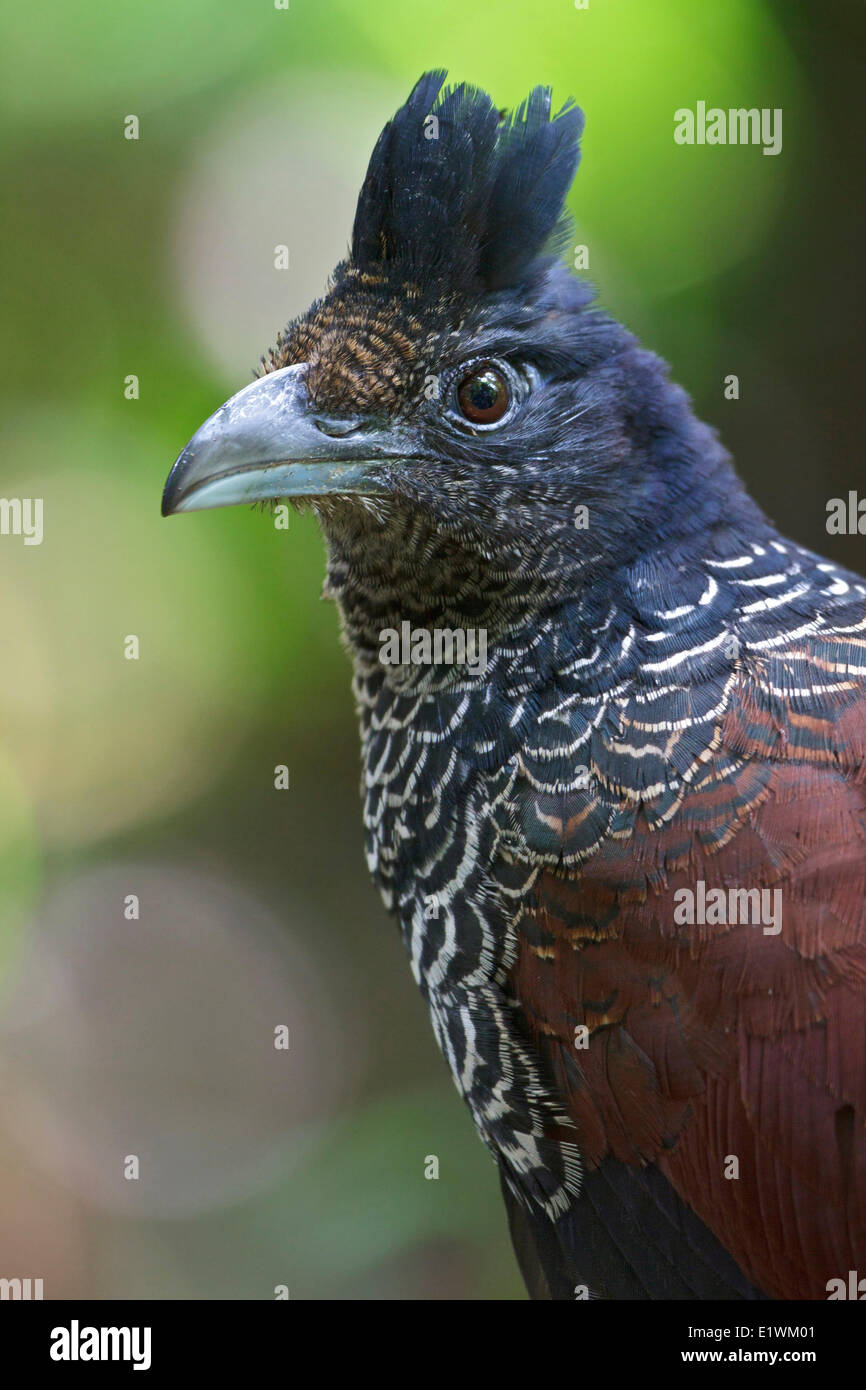 Banded Ground-Cuckoo (Neomorphus radiolosus) perched on a branch in ...