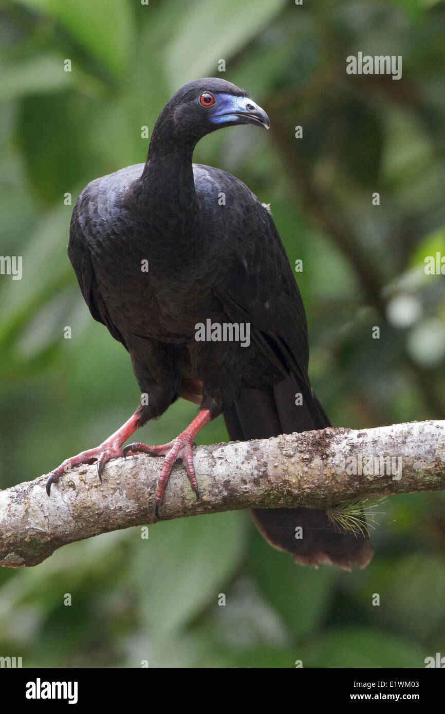 Black guan in tree hi-res stock photography and images - Alamy