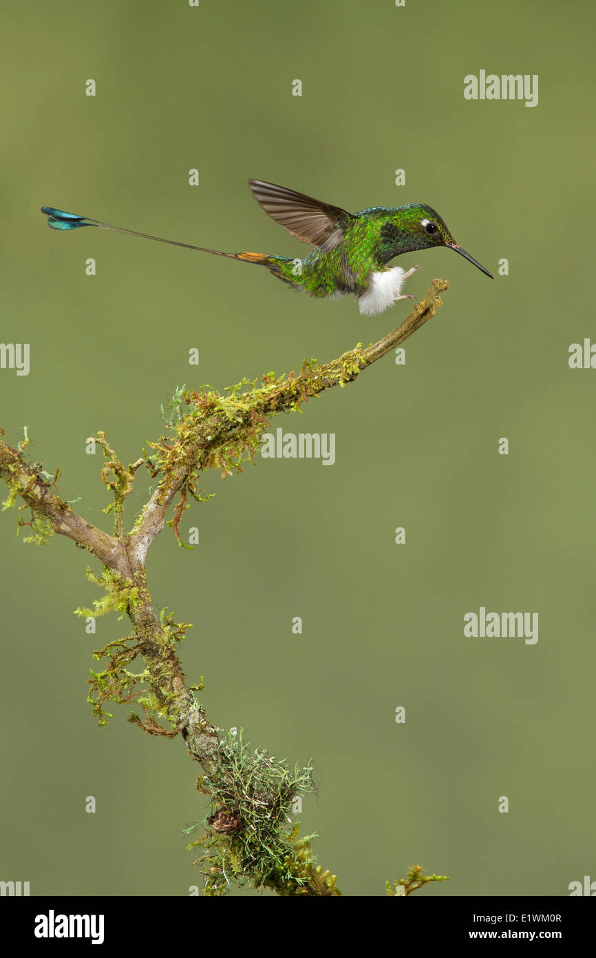 Green racket tail hi-res stock photography and images - Alamy