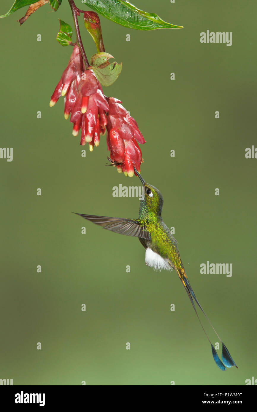 Green racket tail hi-res stock photography and images - Alamy