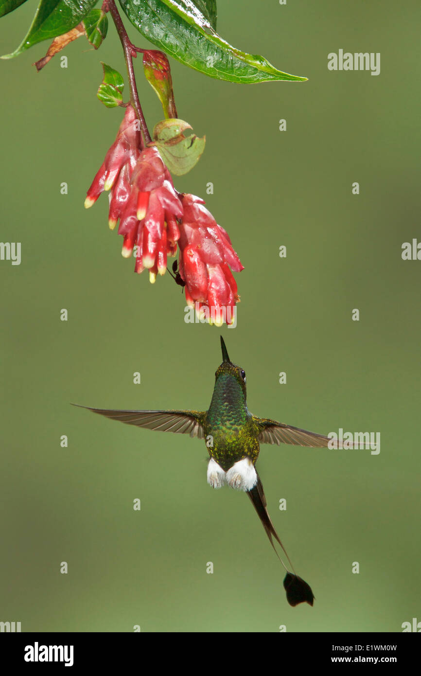 Green racket tail hi-res stock photography and images - Alamy