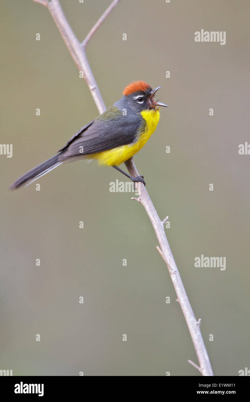 Brown-capped Redstart (Myioborus brunniceps) perched on a branch in Bolivia, South America Stock ...