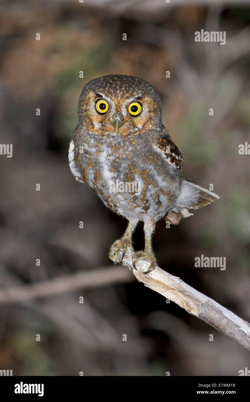 Elf Owl High Resolution Stock Photography and Images - Alamy