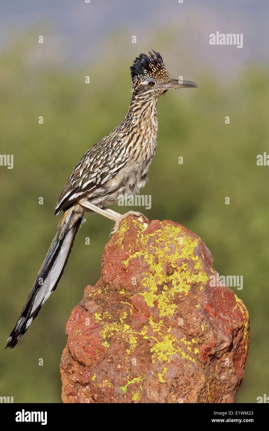 Usa avian hi-res stock photography and images - Alamy