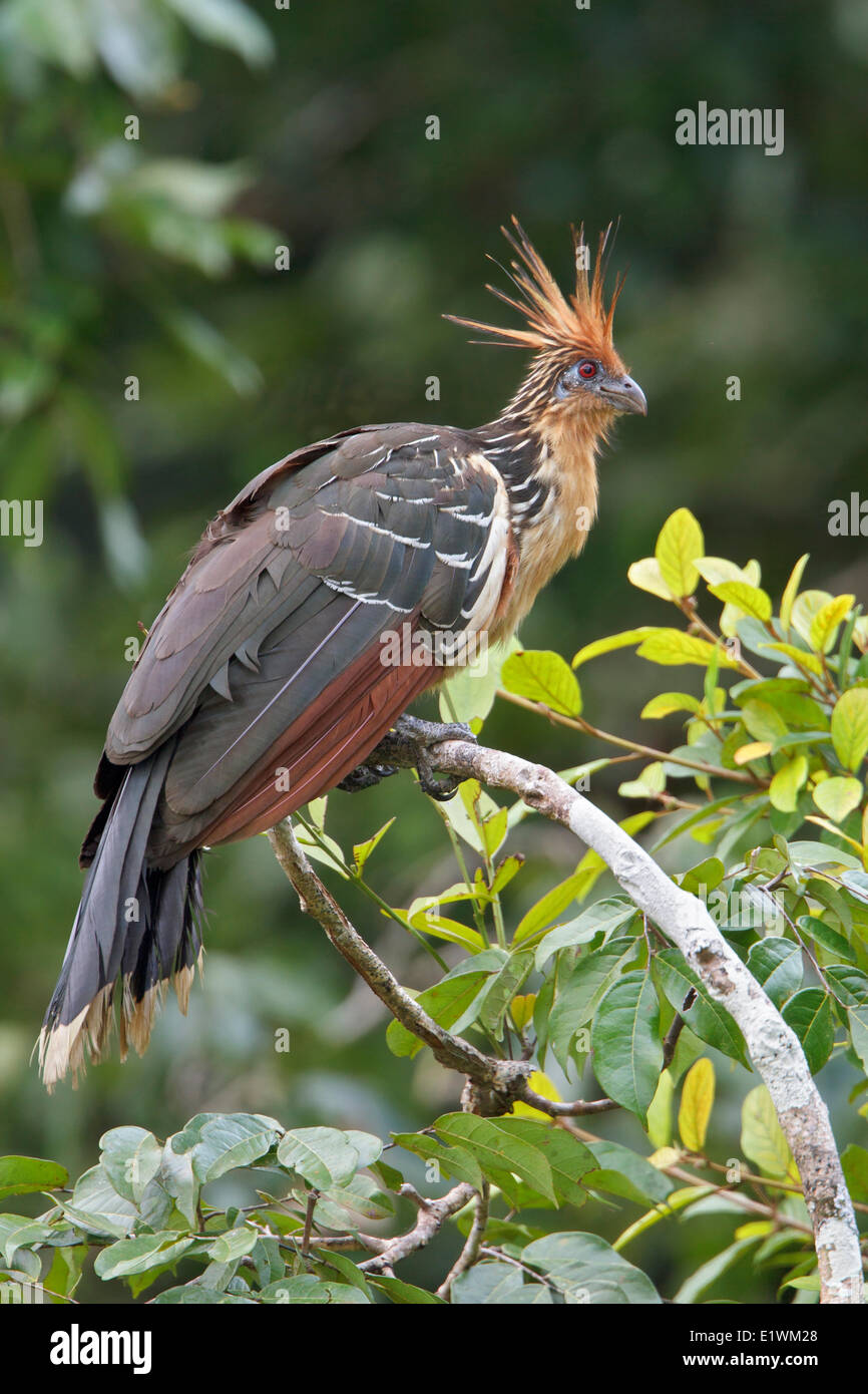 Hoatzin opisthocomus hoazin perched on a branch in ecuador hi-res stock ...