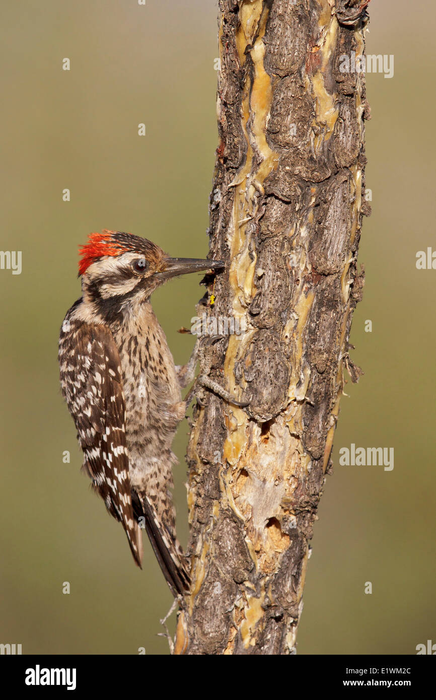 Picoides Scalaris High Resolution Stock Photography and Images - Alamy