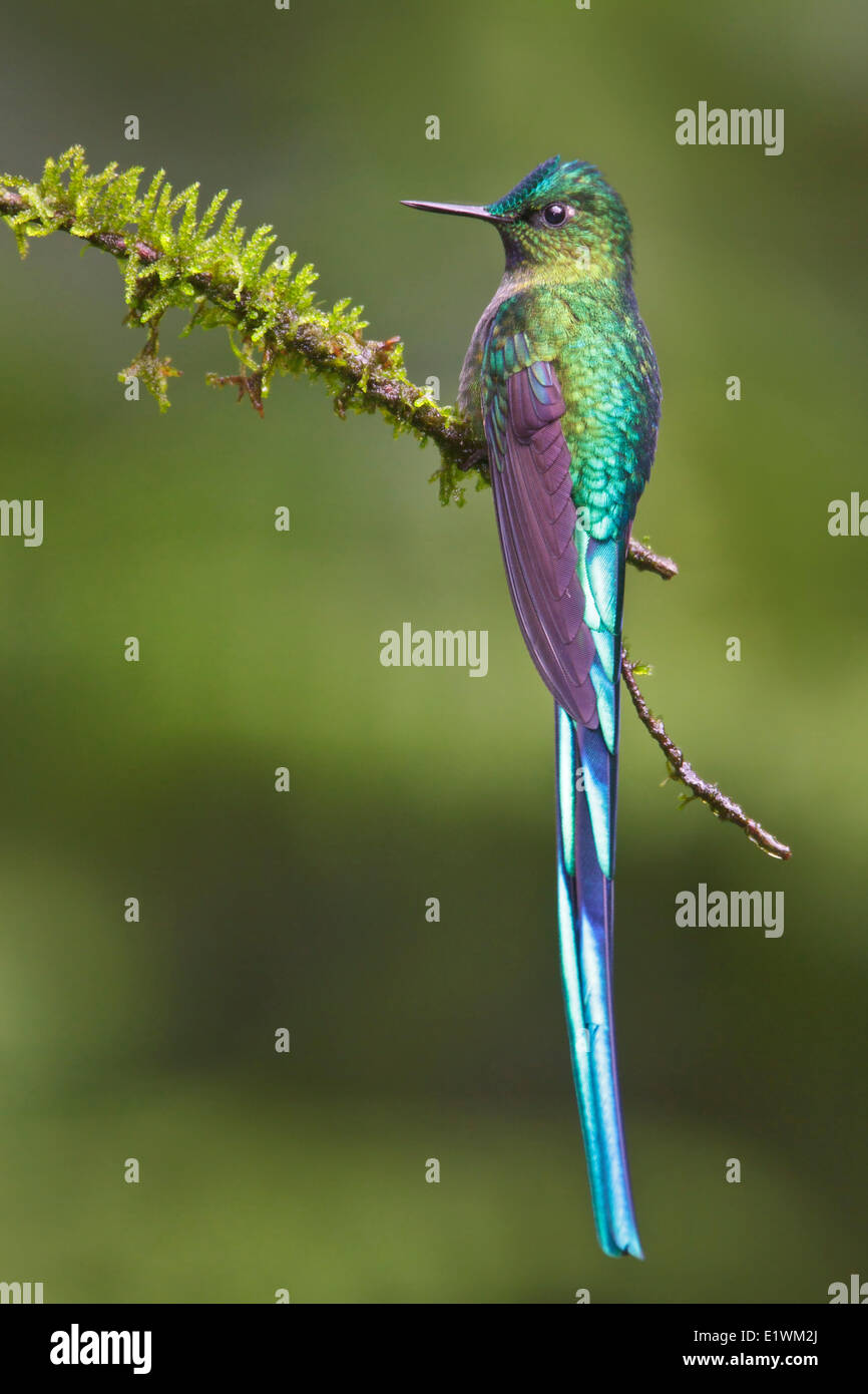 Long tailed sylph ecuador hi-res stock photography and images - Alamy