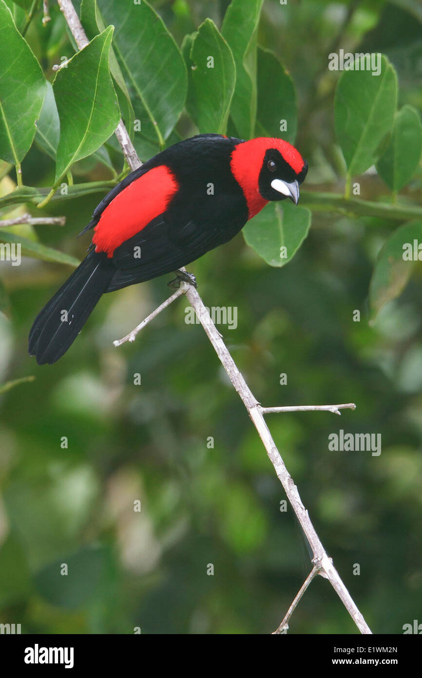 Masked Crimson Tanager (Ramphocelus nigrogularis) perched on a branch ...