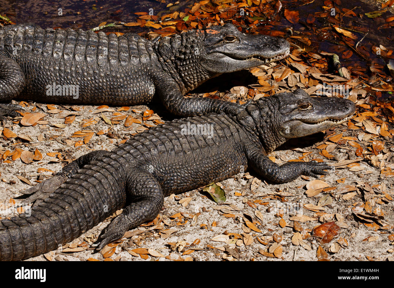 American Alligator, Alligator Mississippiensis, Florida Everglades, USA ...