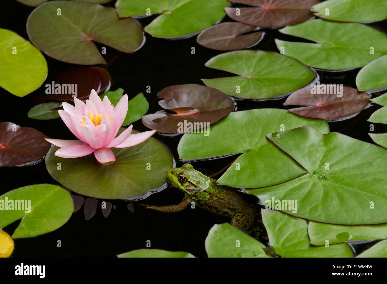 Pond scene in gatineau hi-res stock photography and images - Alamy