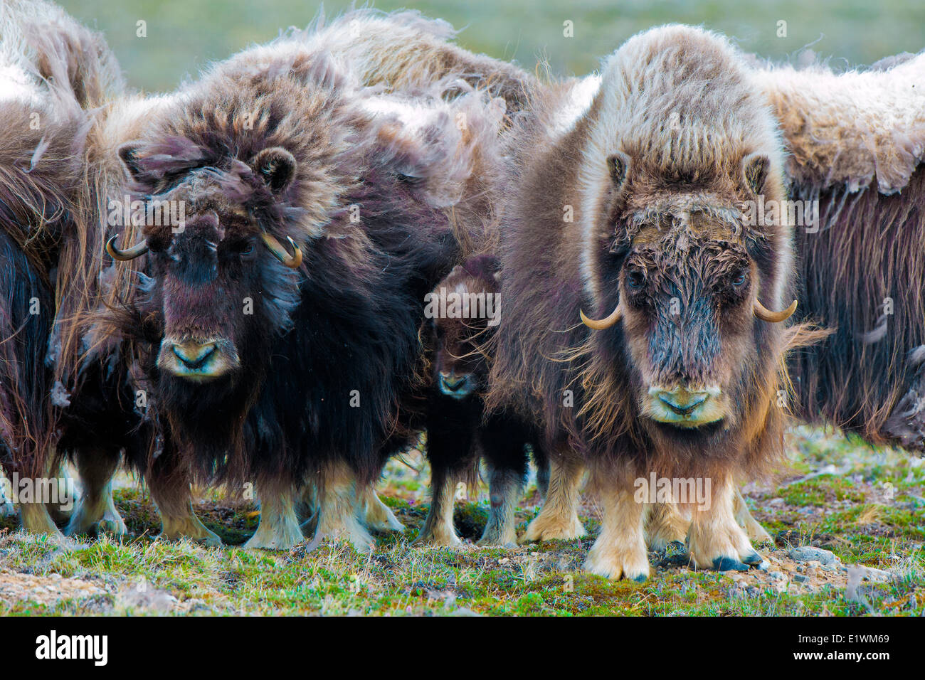 Muskoxen (Ovibos moschatus) herd, Victoria Island, Nunavut, Arctic ...