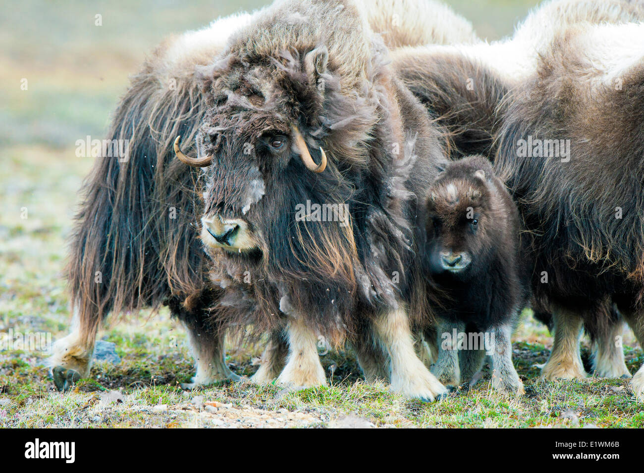 Muskoxen (Ovibos moschatus) Mother & calf, Victoria Island, Nunavut ...