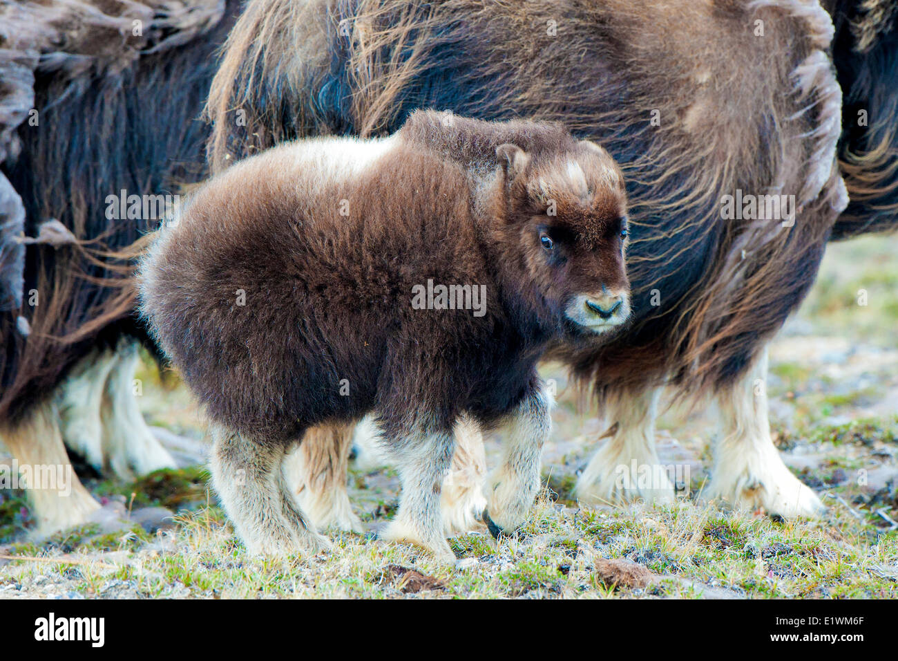 Musk Ox Calf