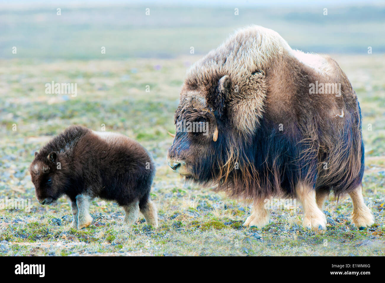 Muskox Calf