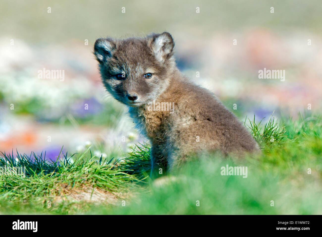 Arctic fox pup (Alipex lagopus) at the mouth of its natal den, Victoria ...