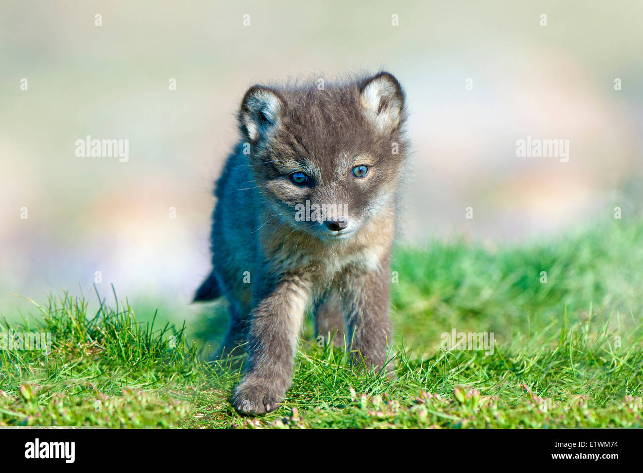 Newborn Arctic Fox Pup