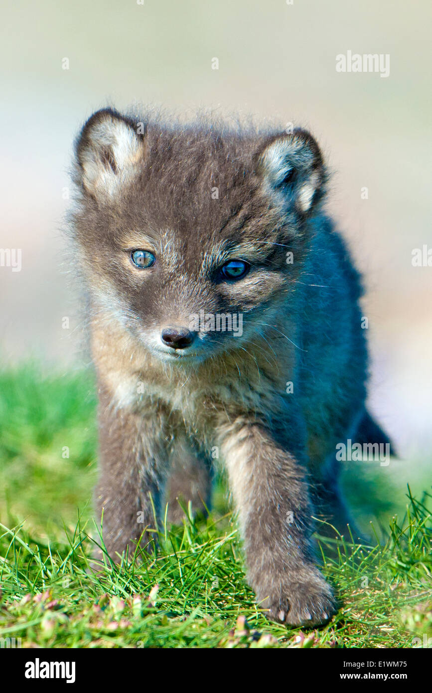 Arctic fox pup alipex lagopus hi-res stock photography and images - Alamy