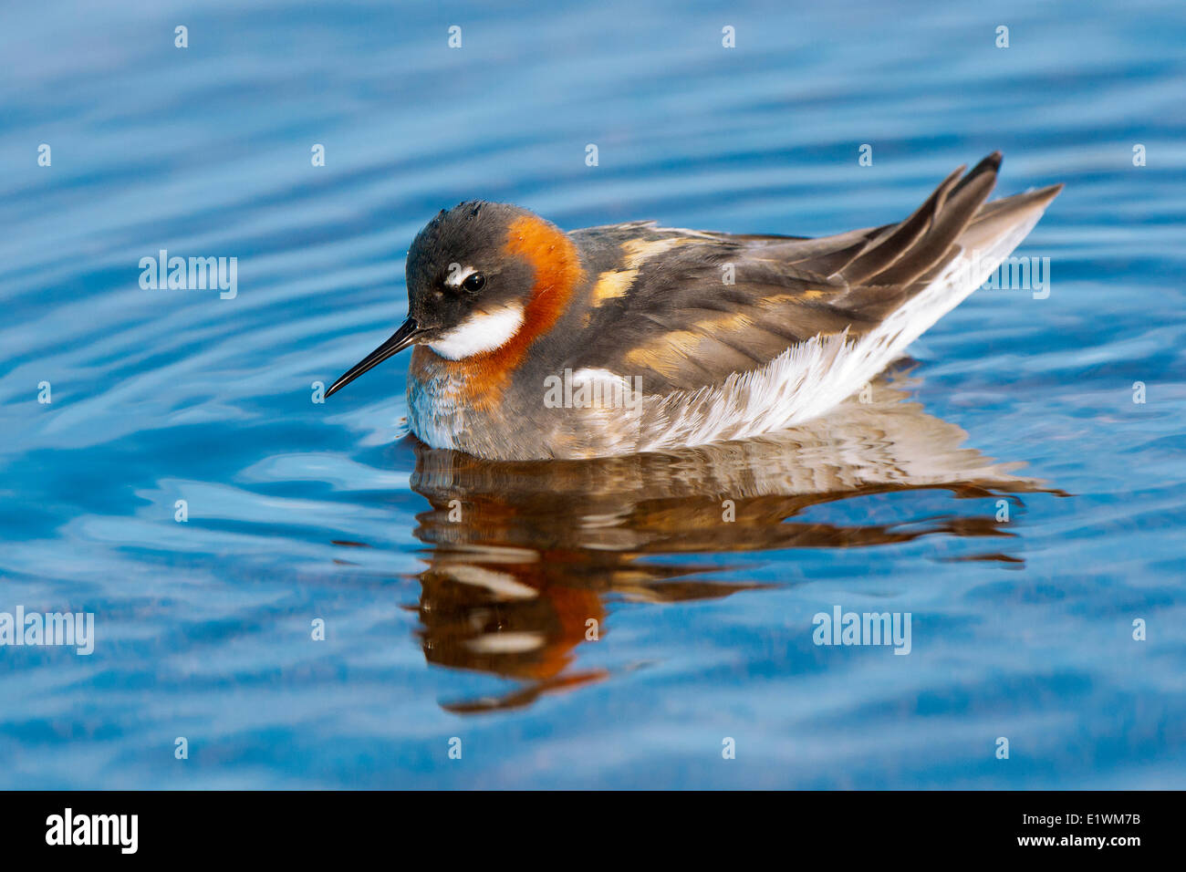 Female red-necked phalarope (Phalaropus lobatus), Victoria Island ...