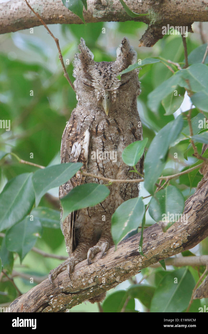 Megascops hi-res stock photography and images - Alamy