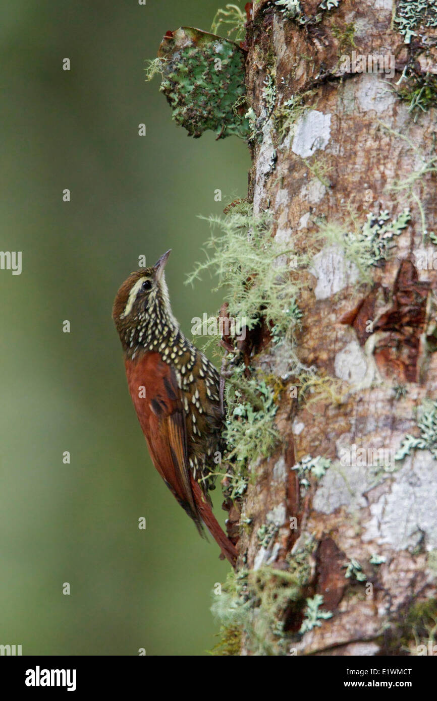 Margarornis Squamiger High Resolution Stock Photography and Images - Alamy