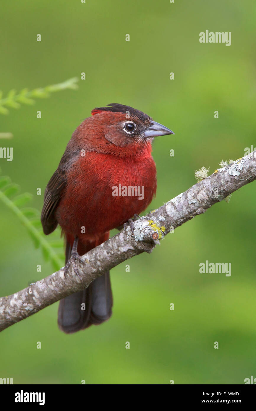 Red finch hi-res stock photography and images - Alamy