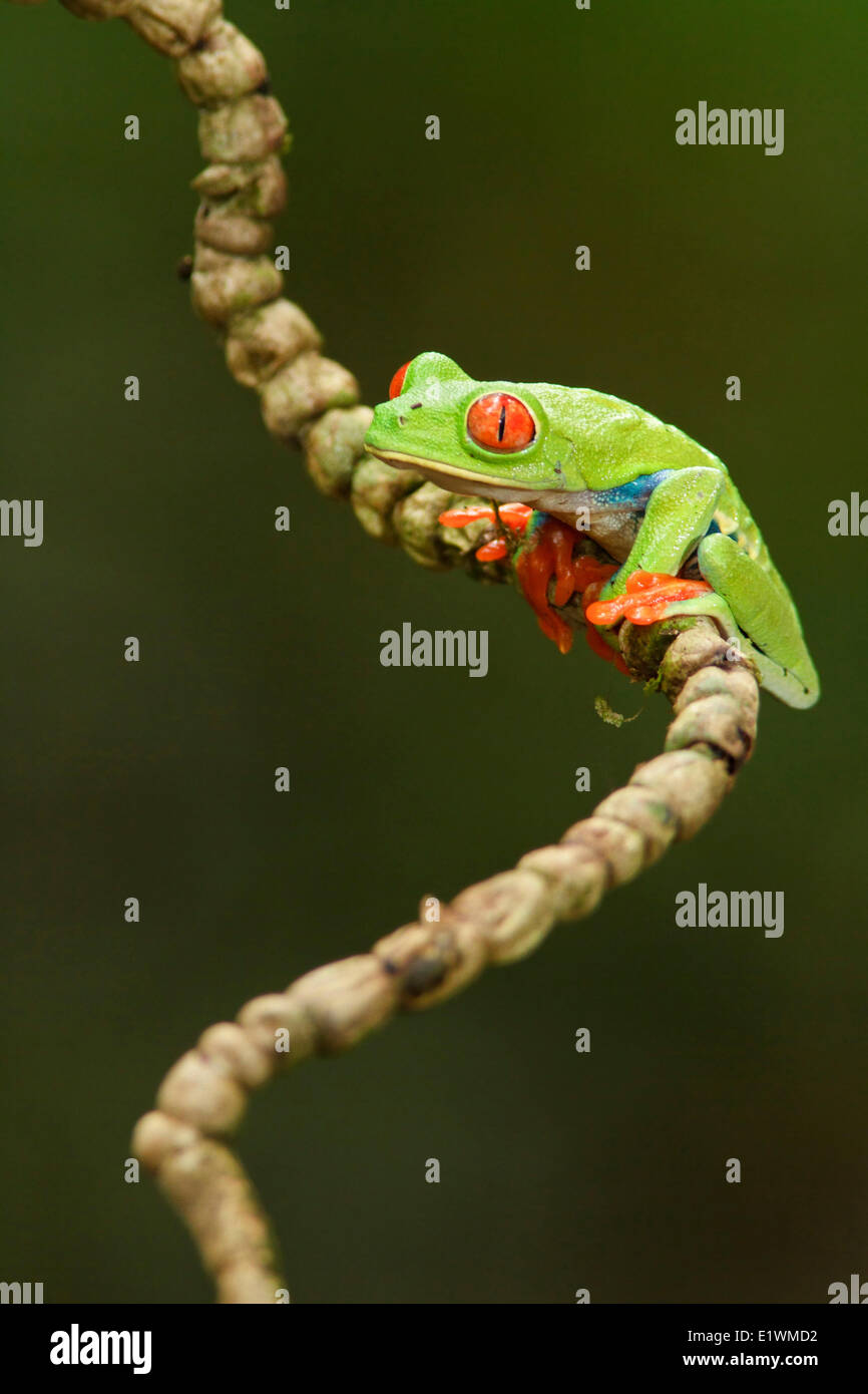 Red eyed tree frog hi-res stock photography and images - Alamy