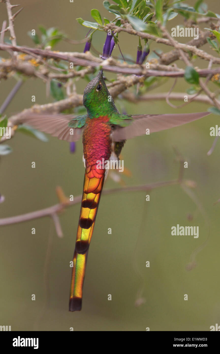 Red tailed comet hi-res stock photography and images - Alamy
