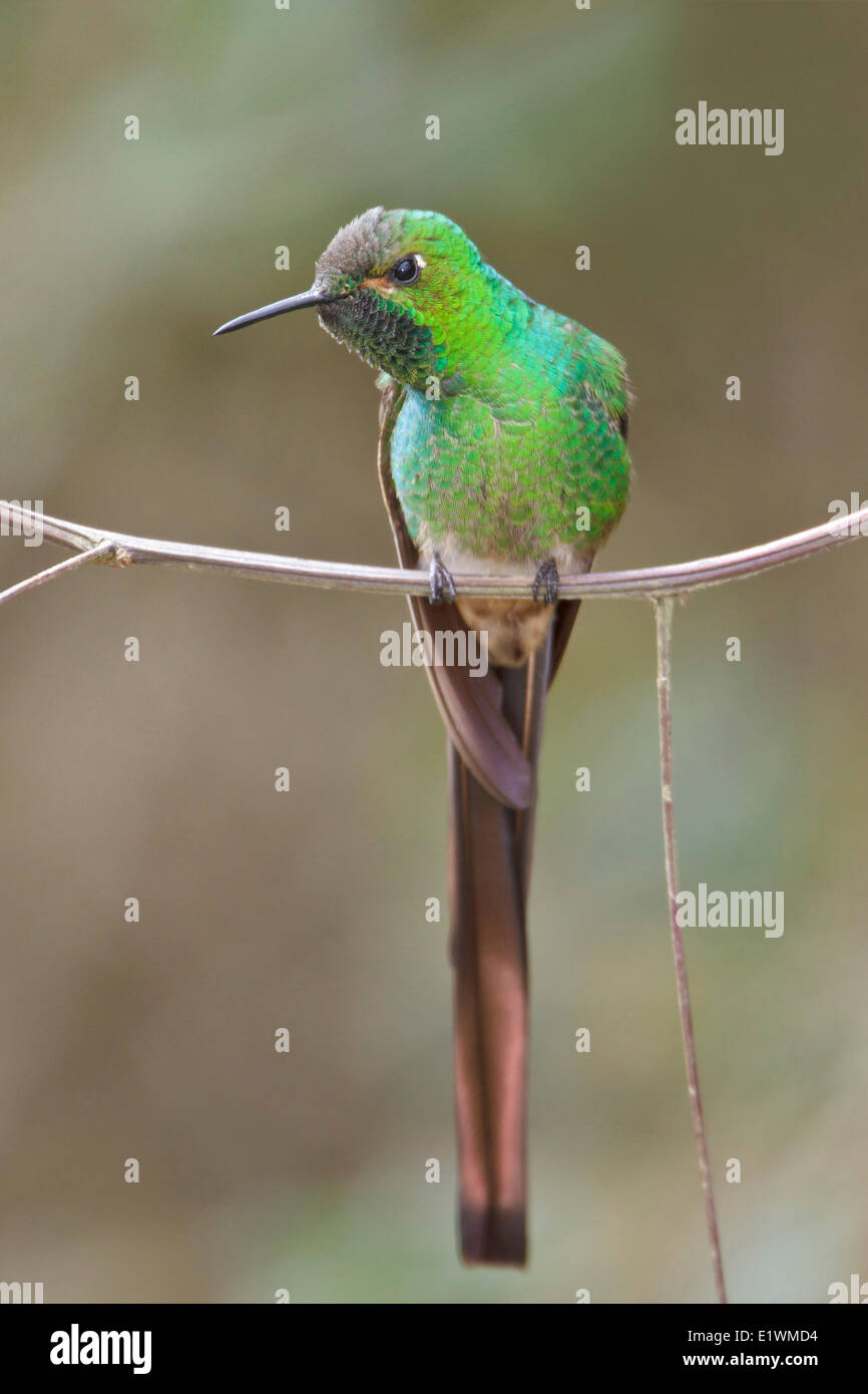 Red tailed comet sappho sparganura hi-res stock photography and images ...
