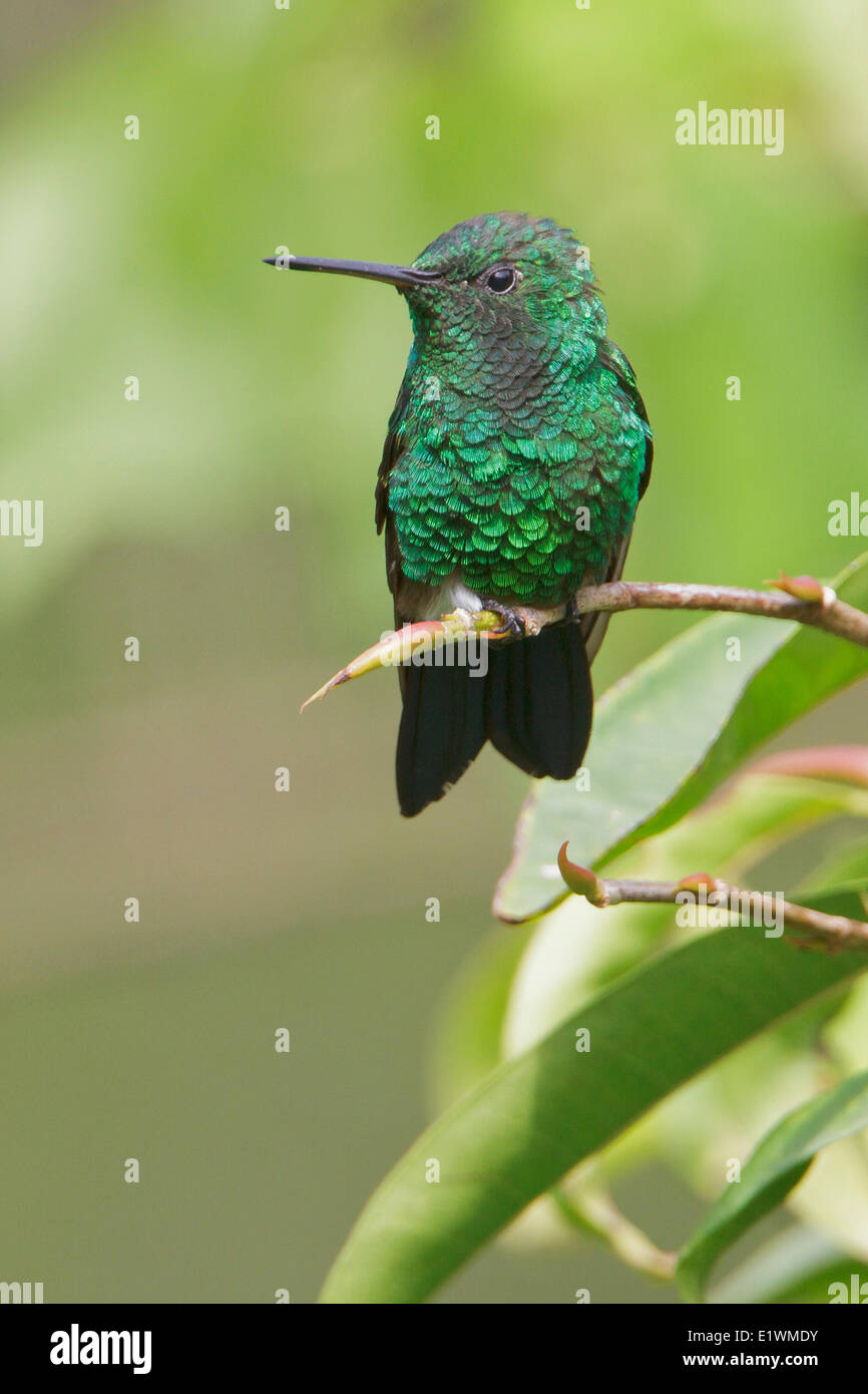 Hummingbirds of costa rica hi-res stock photography and images - Alamy