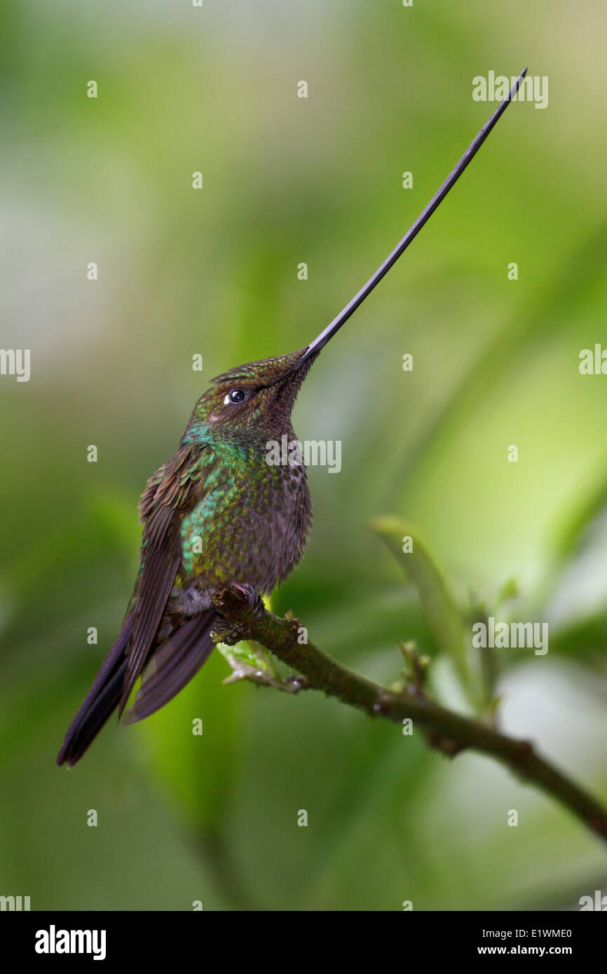 Sword-billed Hummingbird (Ensifera ensifera) perched on a branch in ...