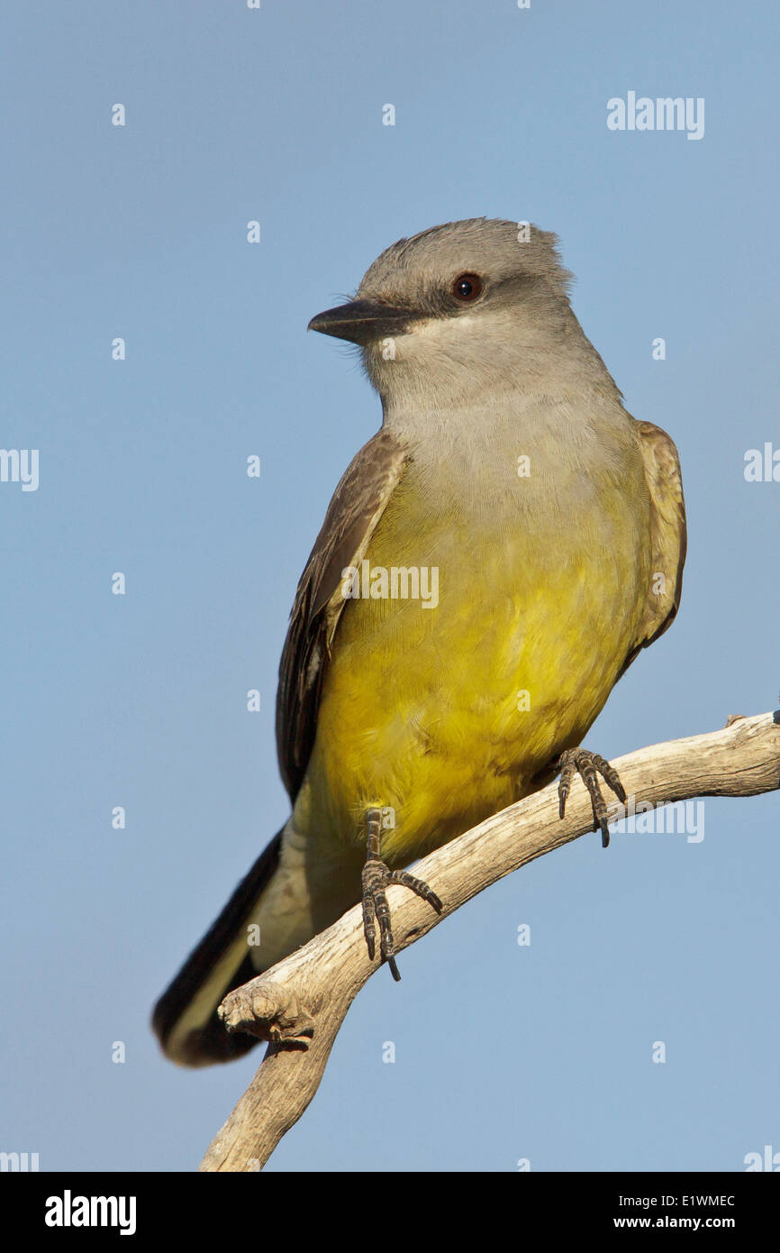 Kingbird hi-res stock photography and images - Alamy