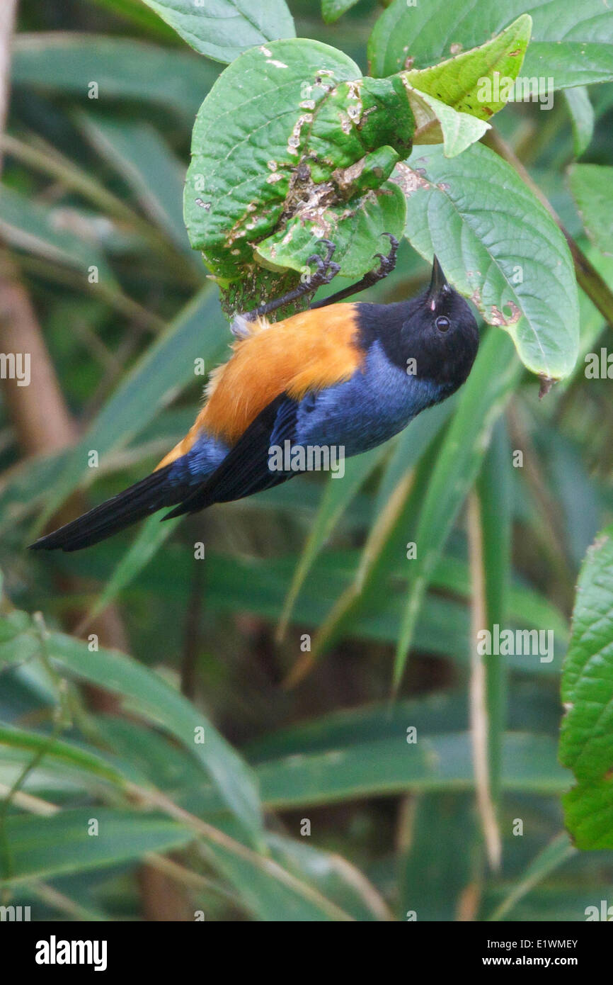 Blue-backed Conebill (Conirostrum sitticolor) perched on a branch in ...