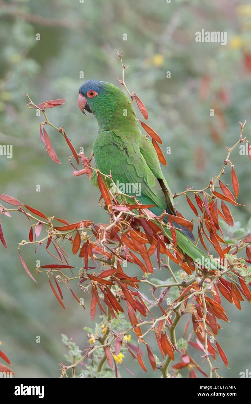 Blue crowned parakeet hi-res stock photography and images - Alamy