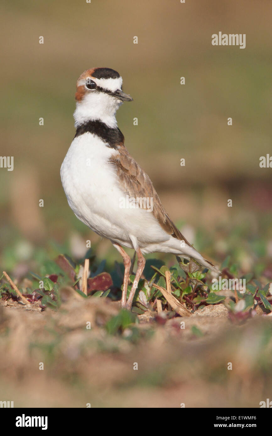 Collared Plover (Charadrius collaris) in a wetland area in Bolivia ...