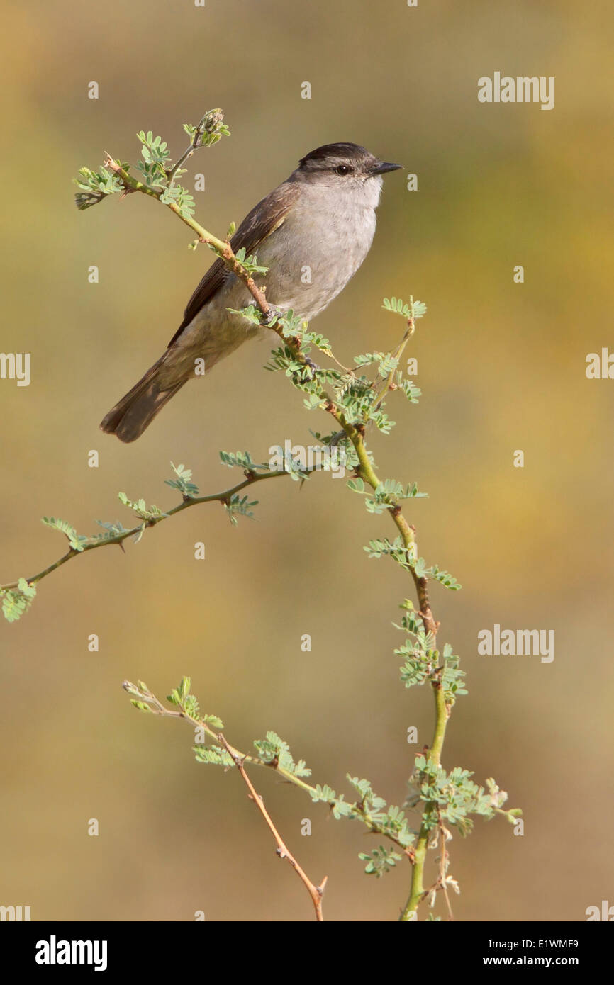Crowned slaty flycatcher hi-res stock photography and images - Alamy