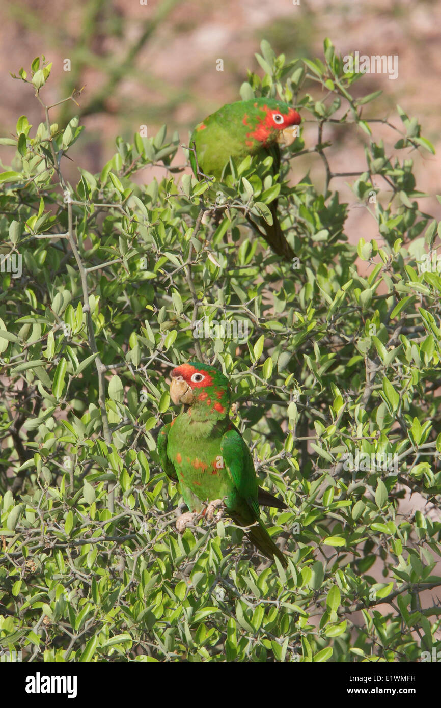 Mitred parakeet aratinga mitrata hi-res stock photography and images ...