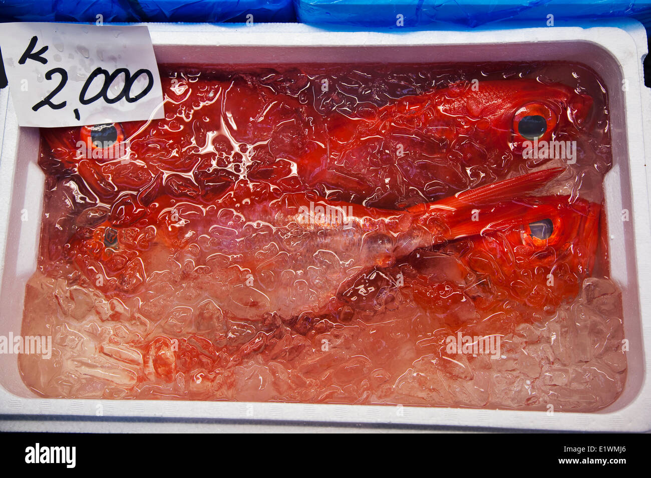 Moontail bullseyes (Priacanthus hamrur) displayed in an iced-water tray ...